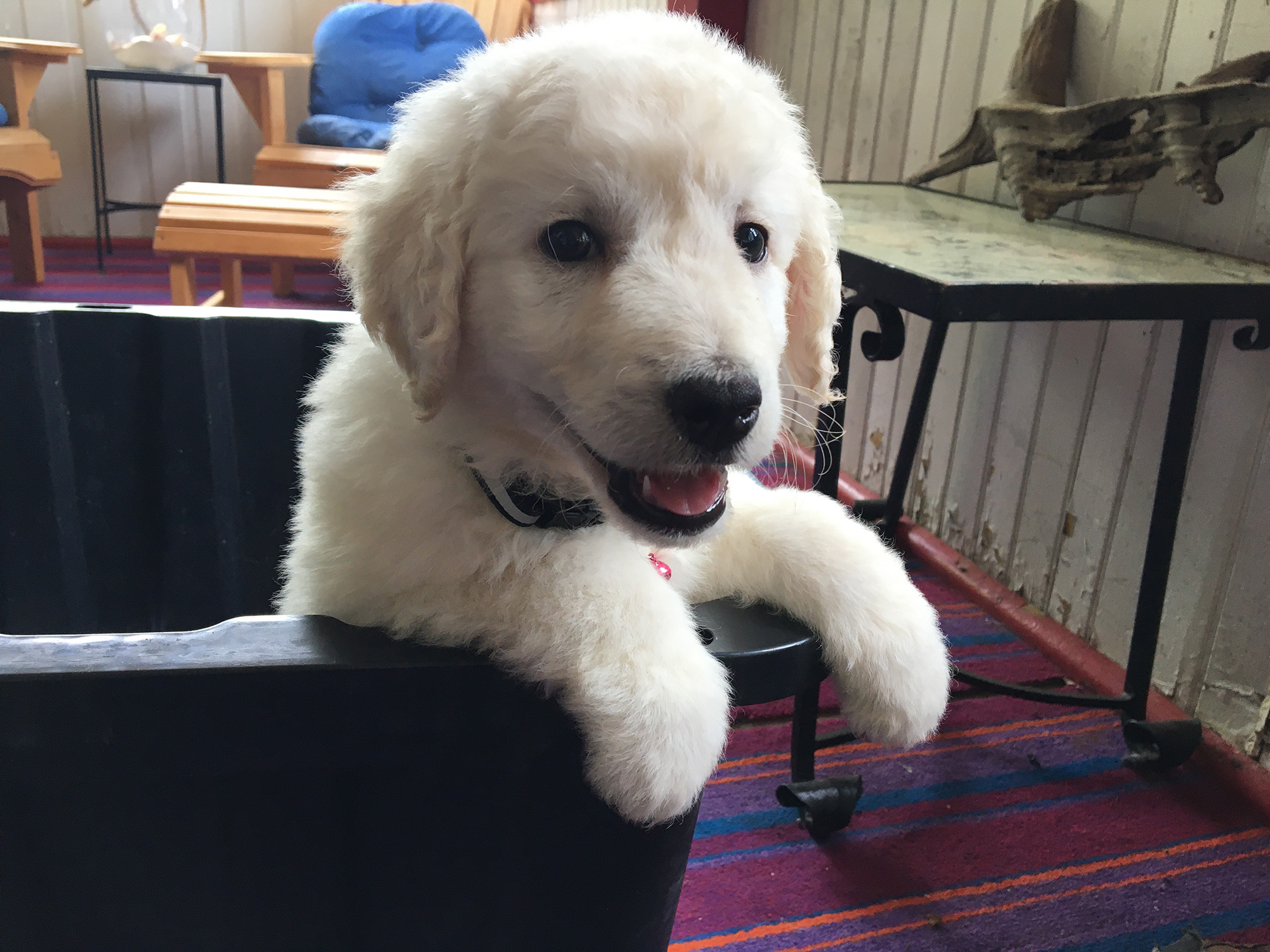 GROMIT AND WILLOW “BABY” PICTURES | MUSKOKA SEAFLEA "GROMIT AND WILLOW ...